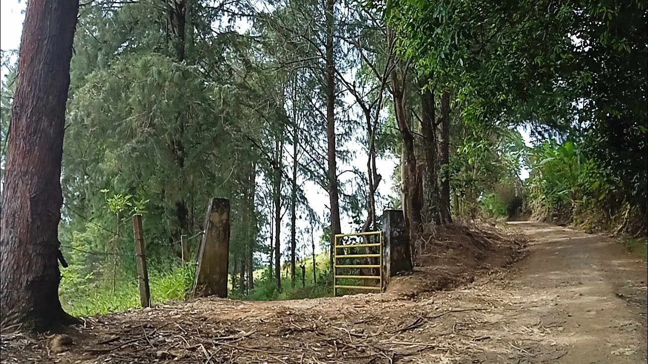 Así va nuestra Huerta. I-E mesitas, Aipe - Huila - YouTube