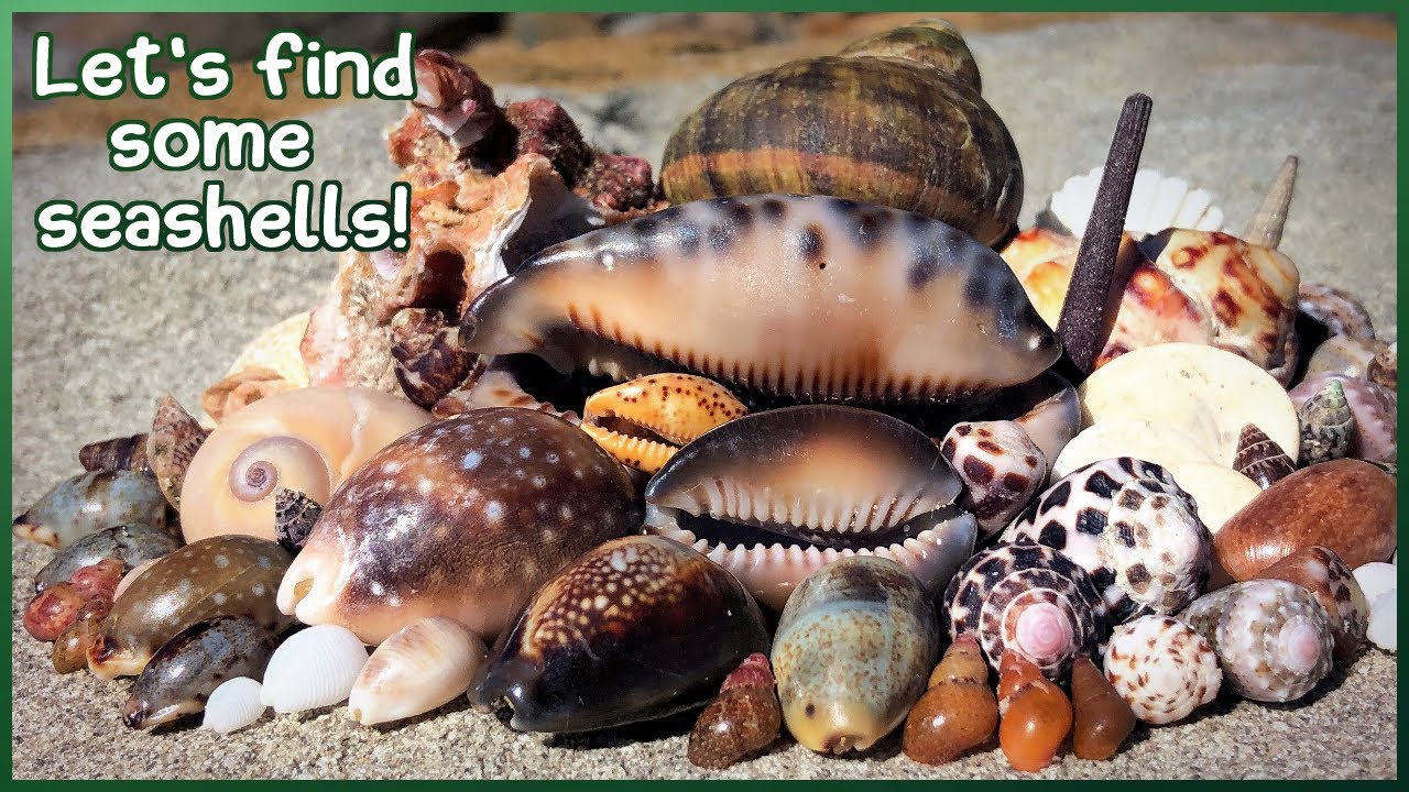 Finding Seashells in the Rock Pools | A Few Shells on a Sunny Winter's ...