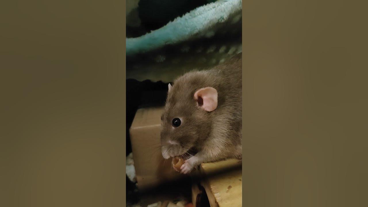 ASMR my pet rat is eating his snack - YouTube