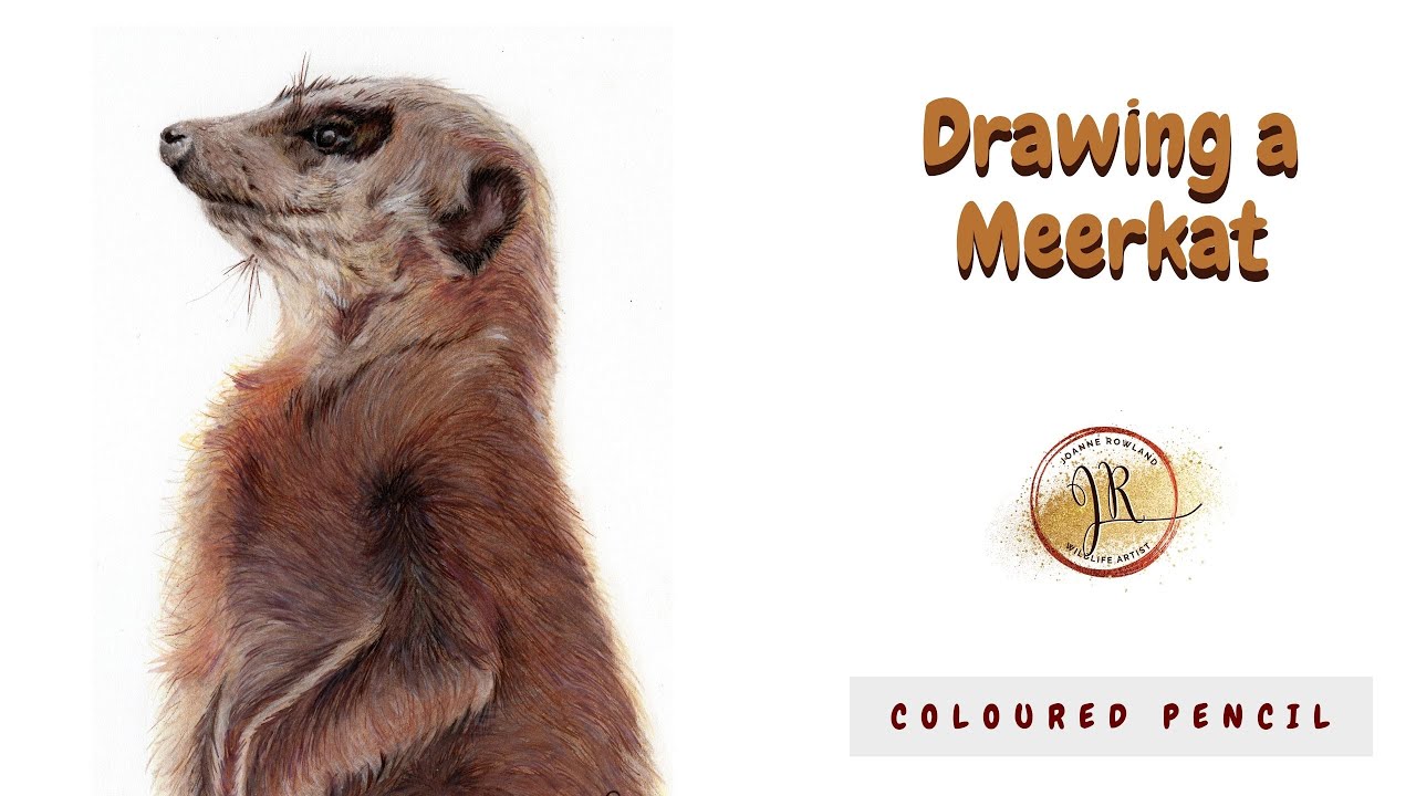 Drawing a Meerkat In Coloured Pencils - YouTube
