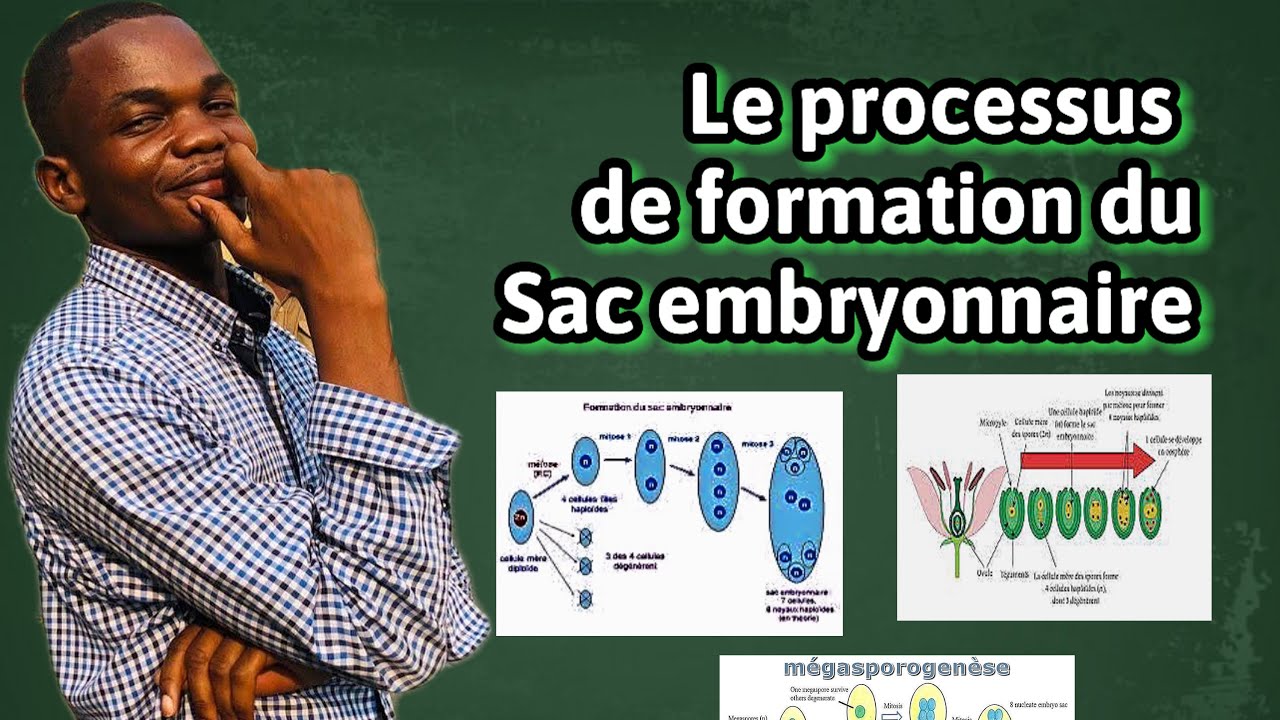 Comprendre le processus de formation du sac embryonnaire 🧠🫁 - YouTube
