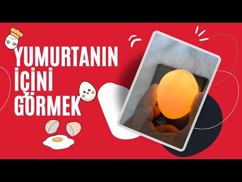 Yumurtanın İçini Görmek Observing the Inside of the Egg Lise ve Ortaokul Deneyleri Kurtuluş ATLI