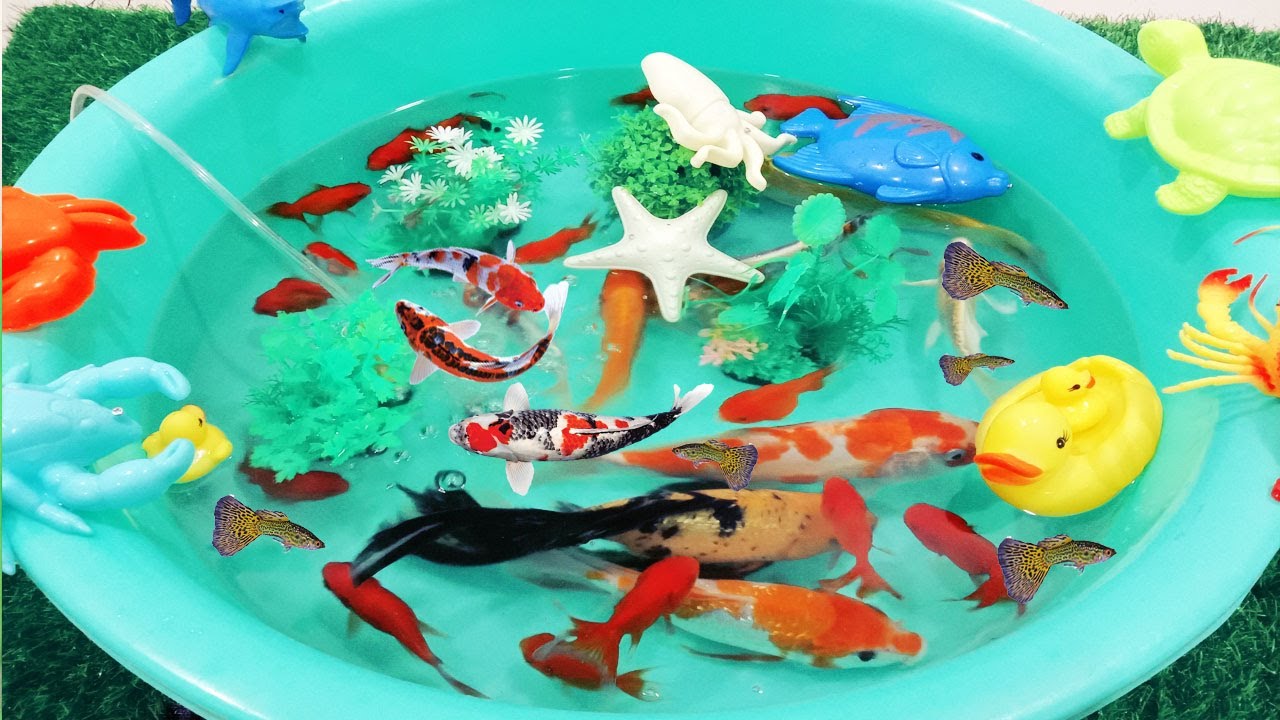 Super collection of cute gold fish, koi fishes and aquarium with baby ...