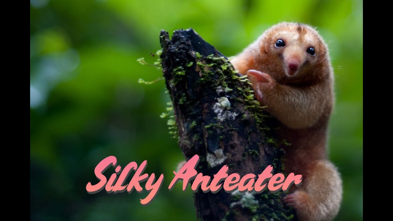 The Silky Anteater: The Softest Animal You’ve Never Seen - YouTube