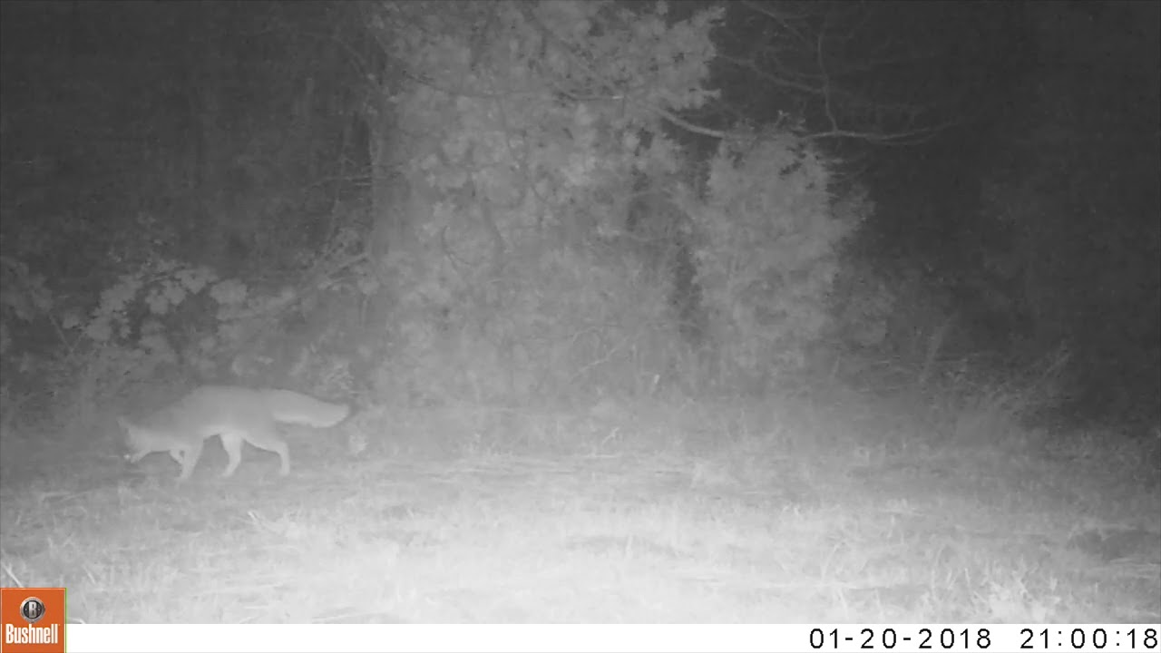 Trail Camera Project - Gray Foxes - YouTube