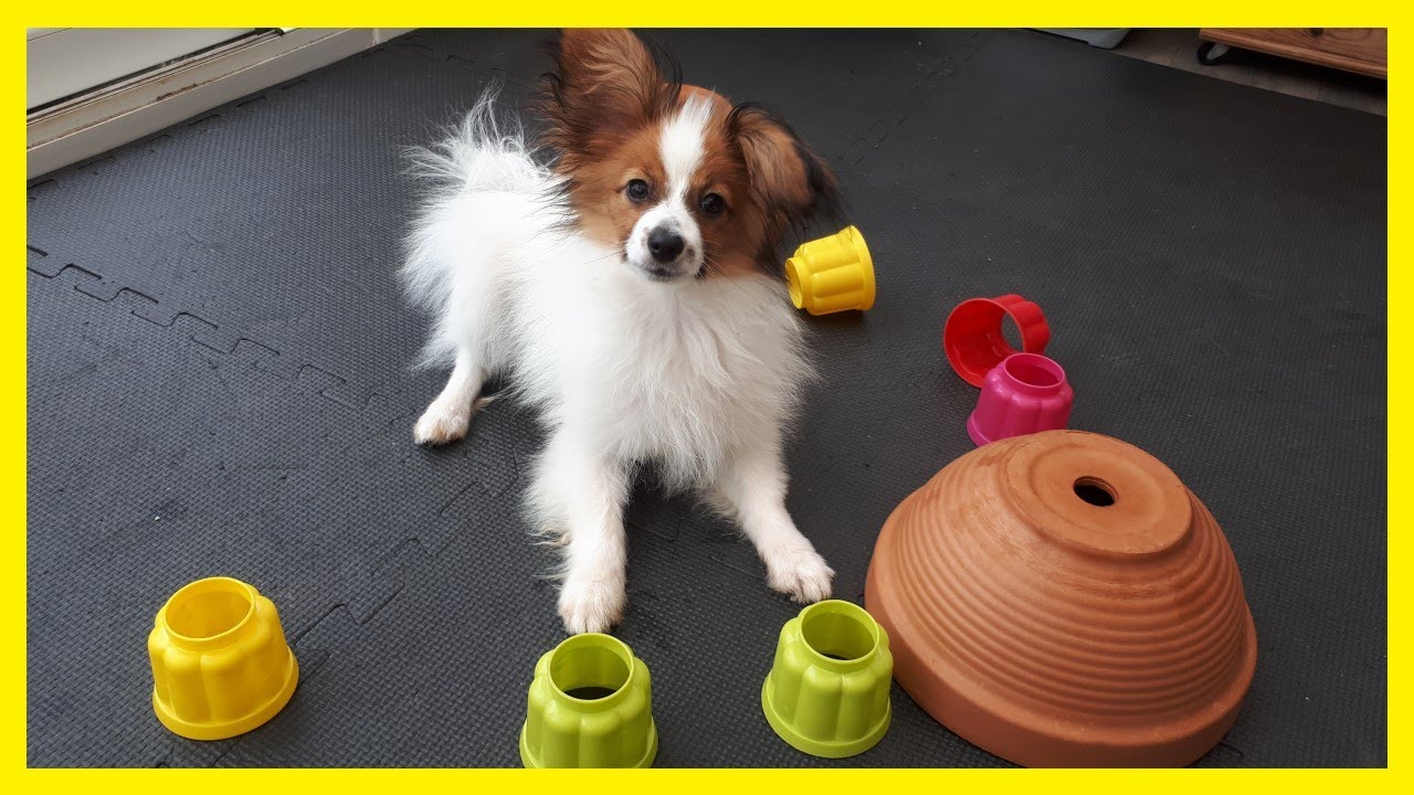 How To Teach Your Puppy To Find Hidden Treats - YouTube