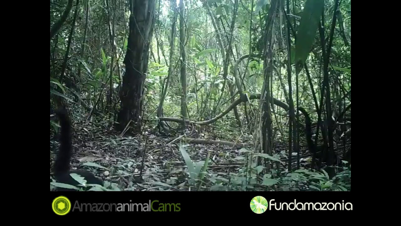 Coati, Nasua nasua "Achuni" - YouTube