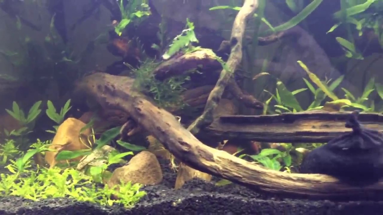 Artenaquarium für Channa spec. "Red Fin" - YouTube