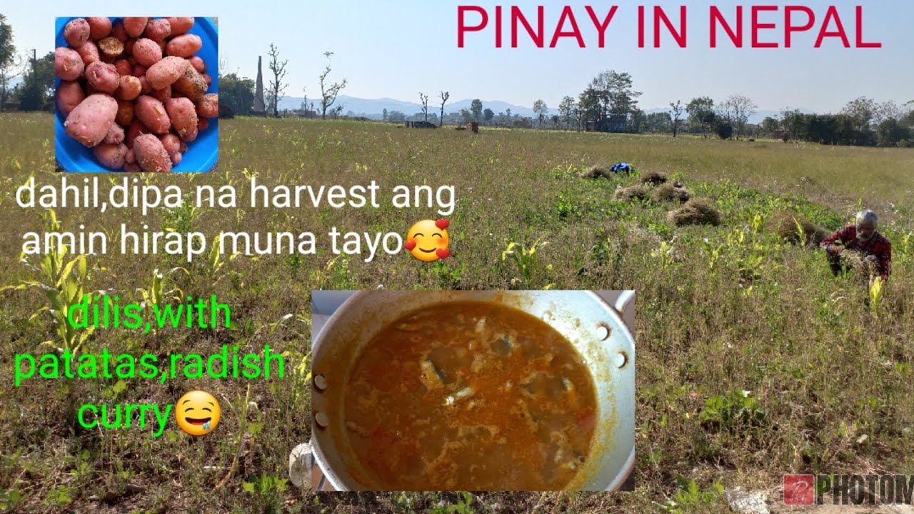 HARVEST,,TIME NA NANG MUSTARD !!NEXT TANIM MAIS NA TAYO🤤😁 - YouTube
