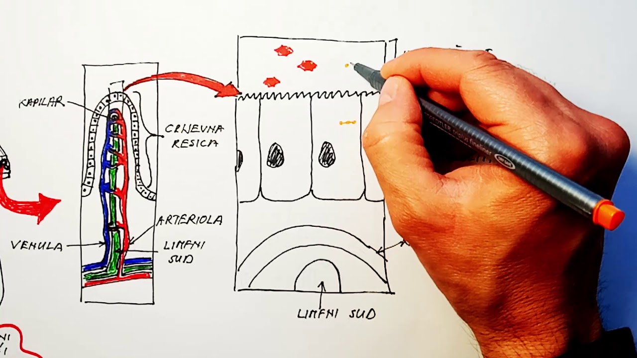 DIGESTIVNI SISTEM (II dio): VARENJE I APSORPCIJU HRANE: JETRA ...