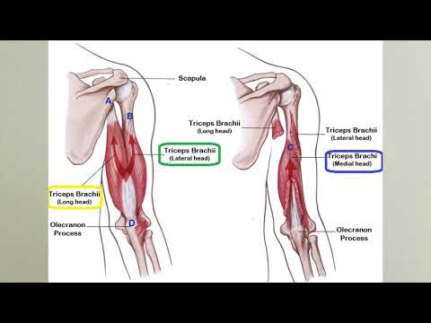 ANATOMİ-17.KONU-Kol Kasları