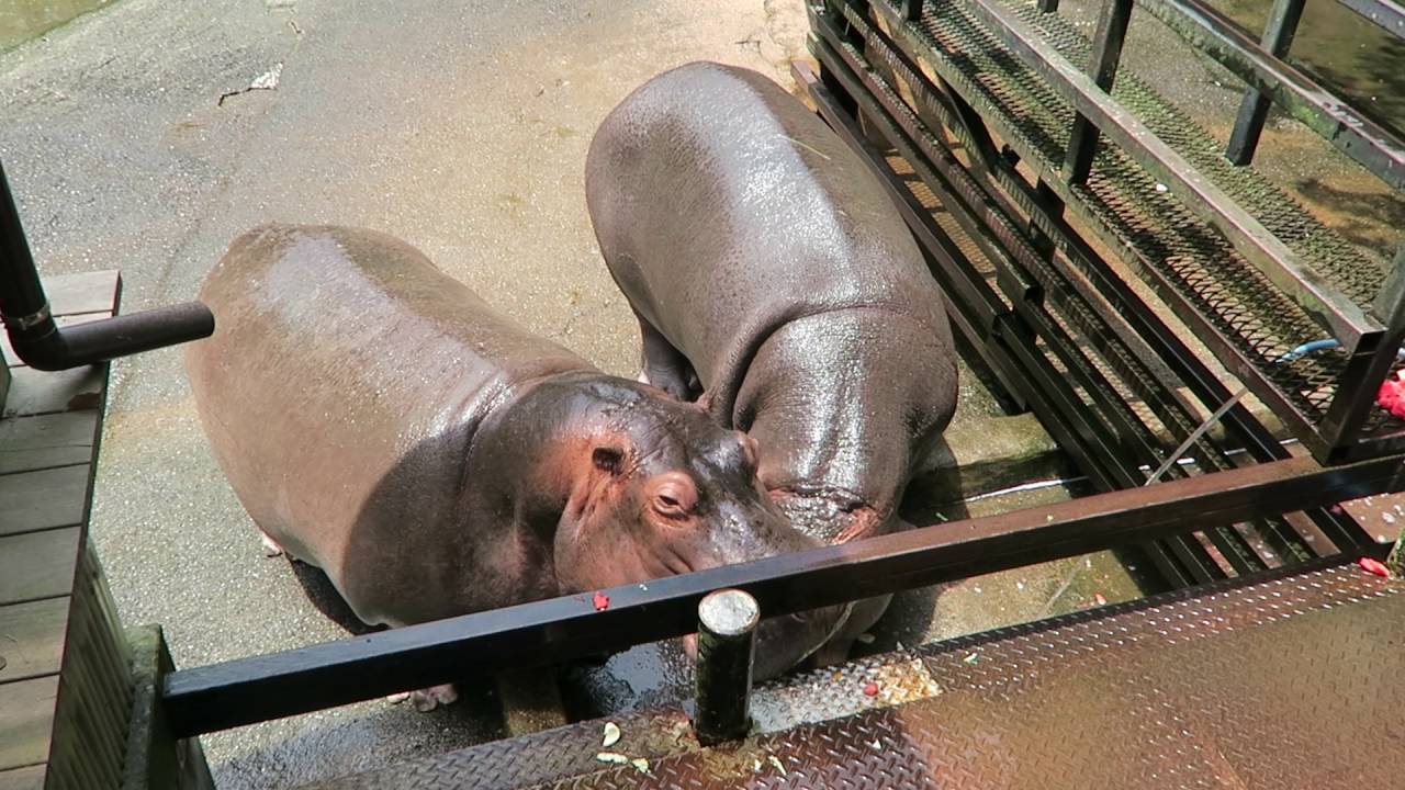 #7 July 2016 Hippo at Nagasaki Biopark, Nagasaki, Japan - YouTube