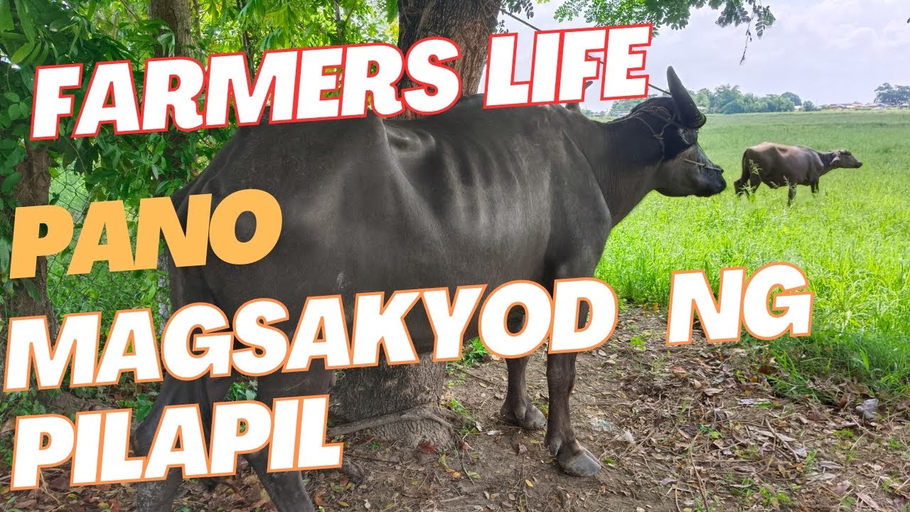 BUHAY MAGSASAKA TYAGA AT SIPAG LANG | the hungry pinoy farmer tv # ...