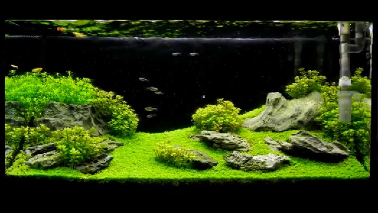 akwarium 112l Łukasz G iwagumi aquarium 112l - YouTube