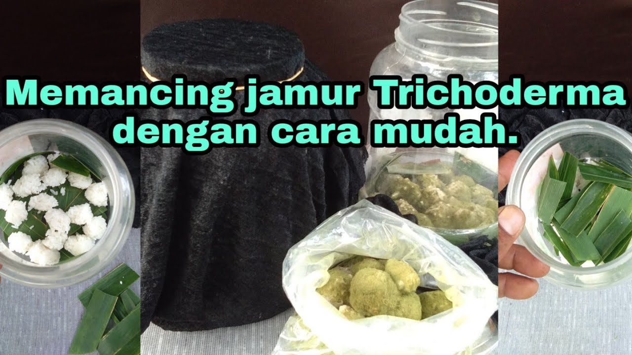 3 poin penting keberhasilan memancing jamur Trichoderma. - YouTube