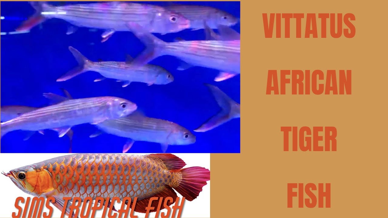 Sims Tropical Fish - Vittatus African Tiger Fish - YouTube