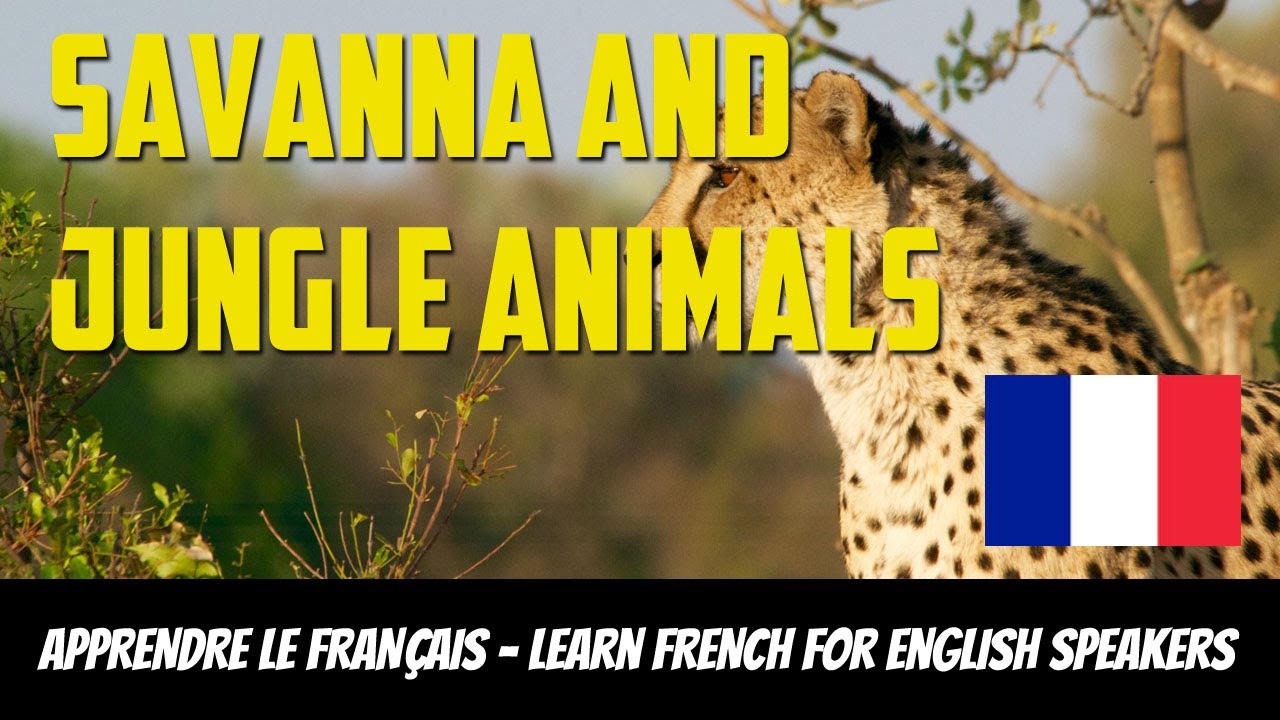 Learn French, Vocabulary, Savanna and Jungle Animals - YouTube