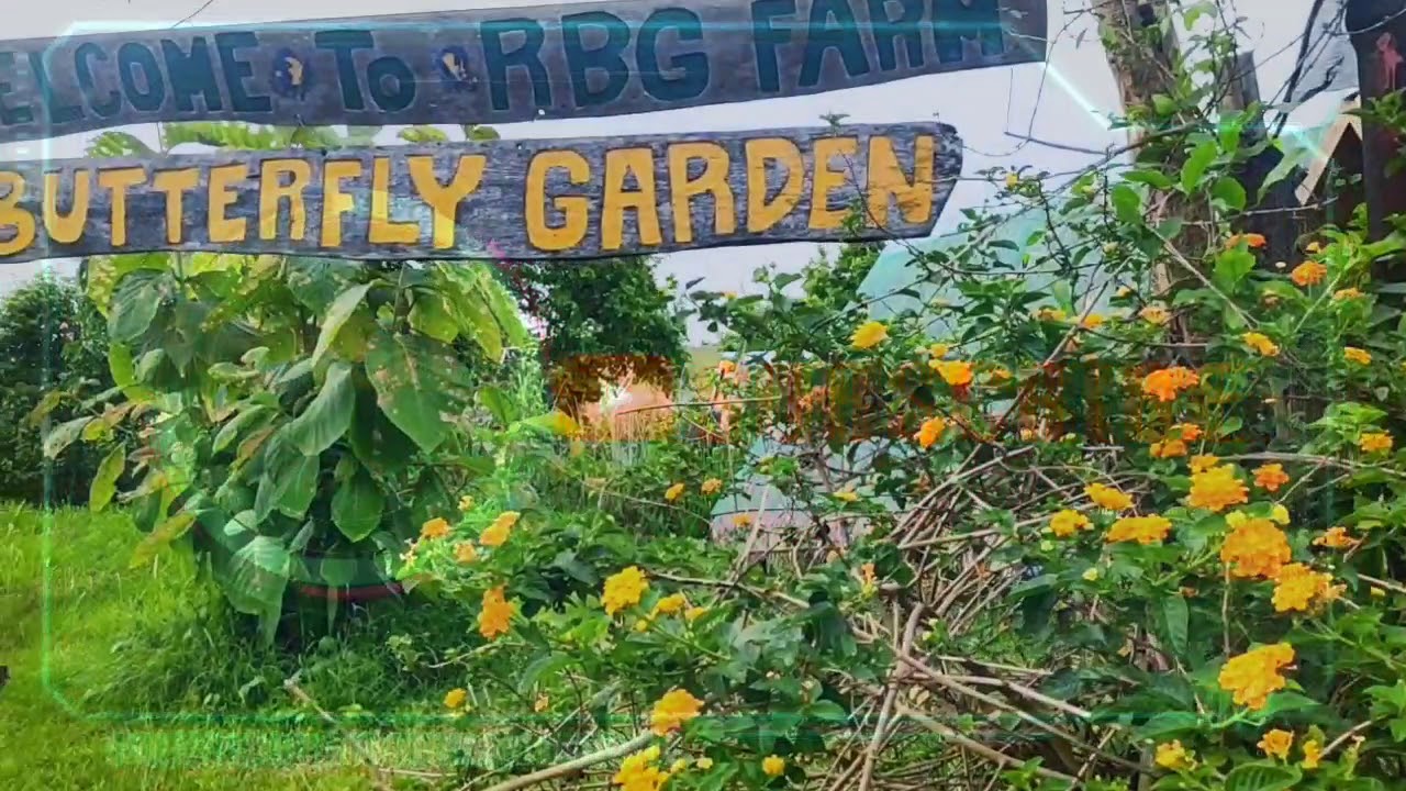 RBG Farm Butterfly Garden (New attaction in Nueva Ecija) - YouTube