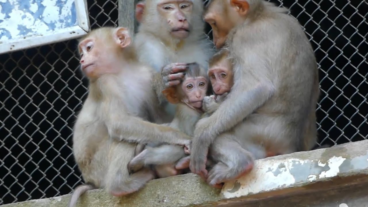 BB Rainbow escape big monkey to the high building for safe, BB Rainbow ...