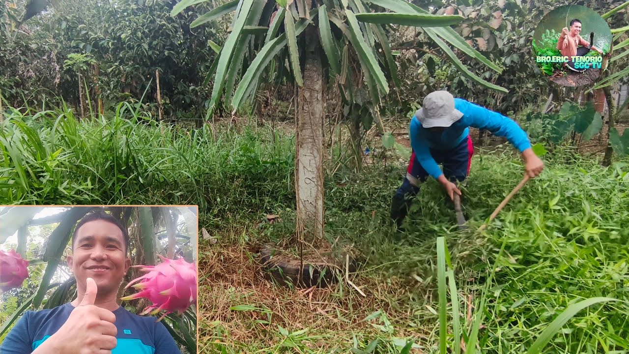 PAANO LINISAN ANG DRAGON FRUIT? - YouTube