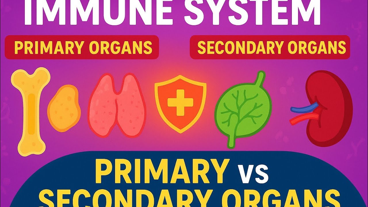 Anatomical Organization of the Immune System| Primary & Secondary ...
