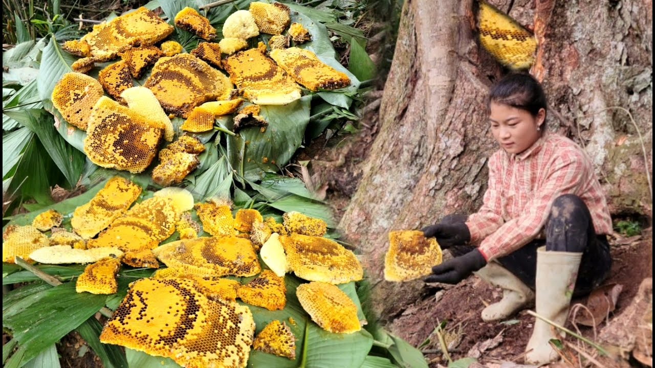 Process of exploiting wild honey for breeding episode 11 - ha thi muon ...
