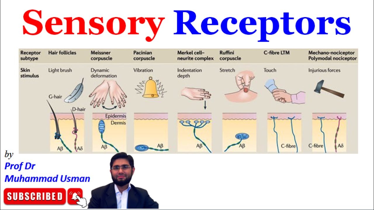 Sensory Receptors | Classification and Functions | CNS Physiology - YouTube