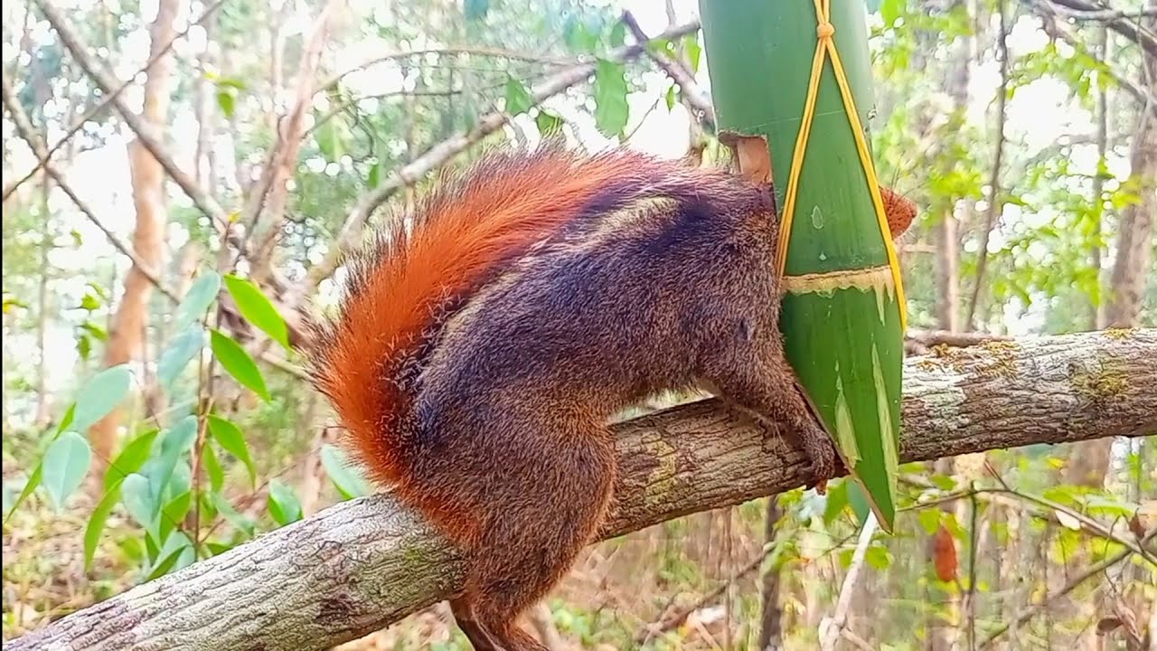 Amazing trap to catch squirrel 100% - YouTube