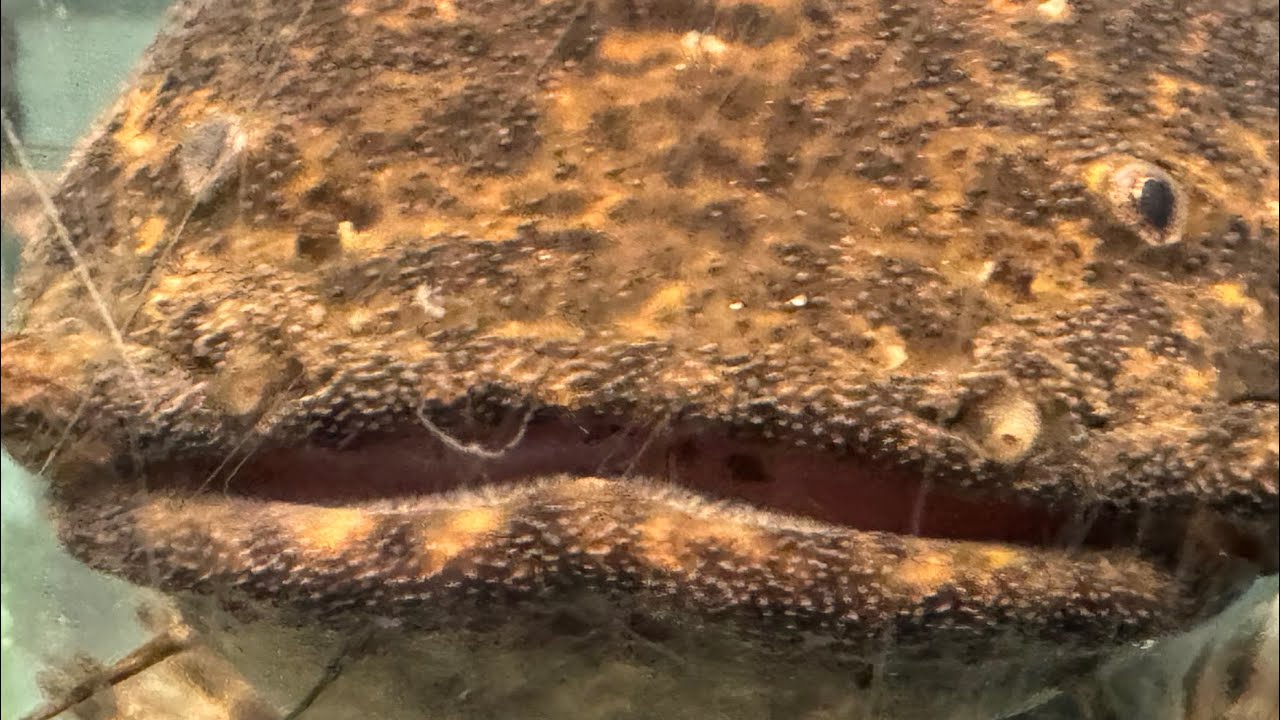 Jelly Catfish - a Truly STUNNING Species! - Cephalosilurus apurensis ...