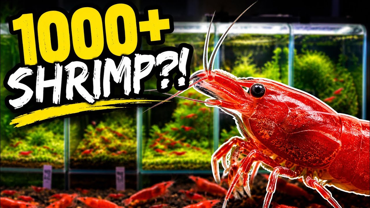 I Turned 3 Tanks into an Infinite Shrimp Army! - YouTube