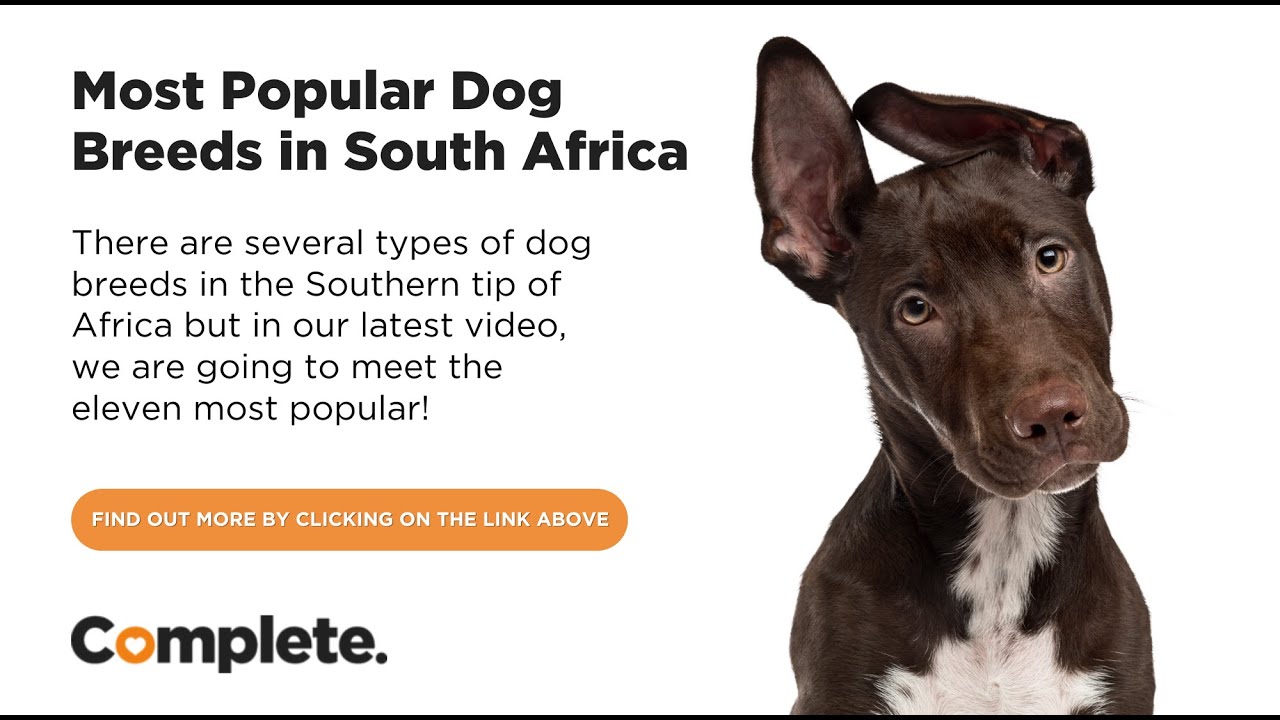 Southern Dog Breeds
