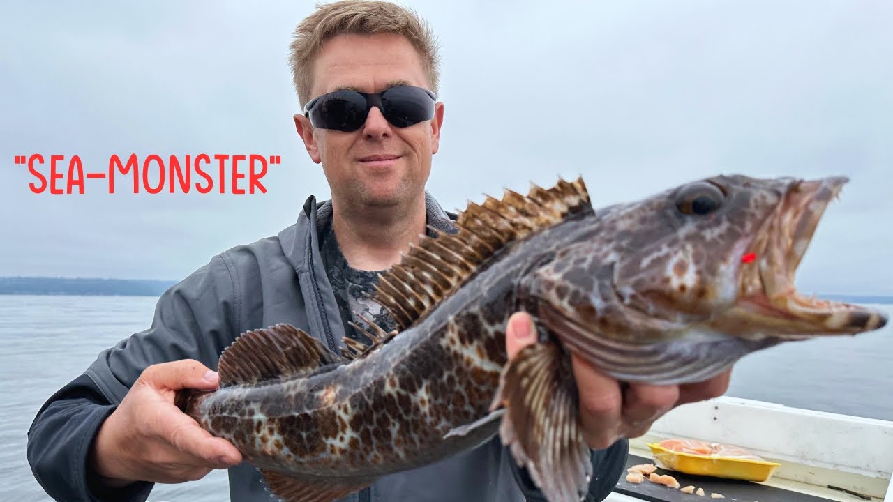 Puget Sound Lingcod - YouTube