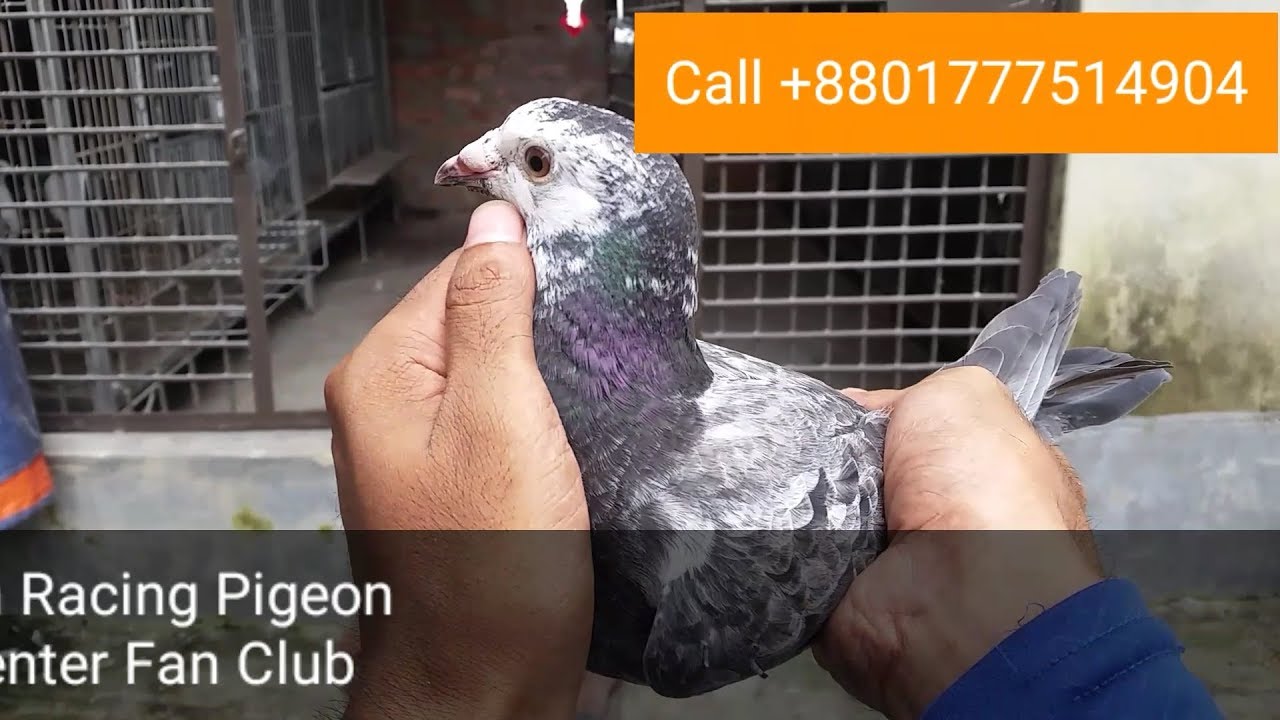Pigeons age identify - YouTube