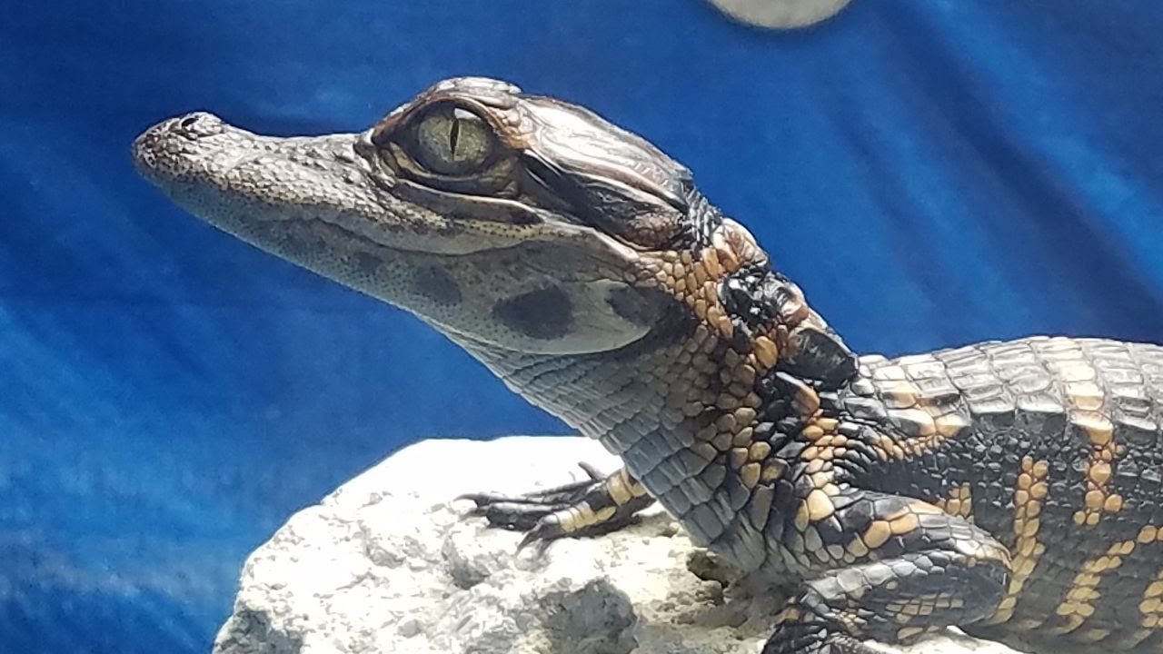 BABY Alligators Hatching! - YouTube