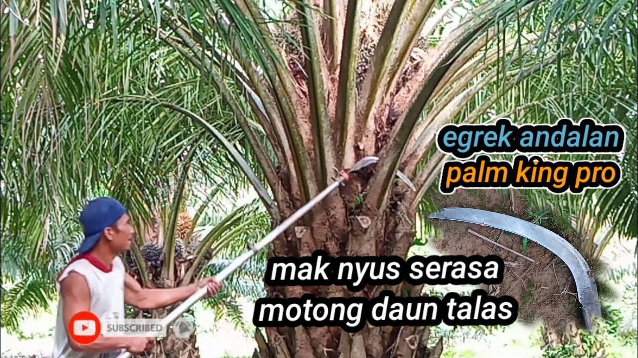 ini baru mantap pruning sawit pokok rendah menggunakan egrek palm king ...