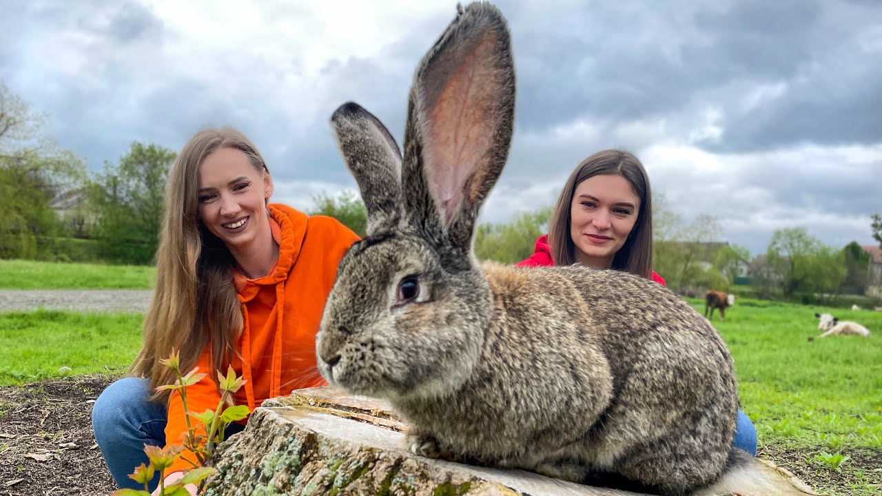 Delicious Rabbit in the Furnace! Popular Dish Of French Cuisine - YouTube