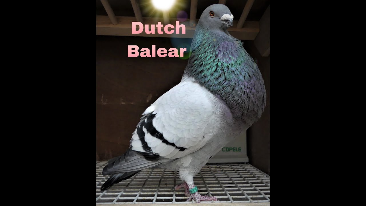 Buchon Balear / Dutch Balear 112 - YouTube