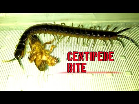 Centipede vs. Cricket: A Fight for Survival - YouTube