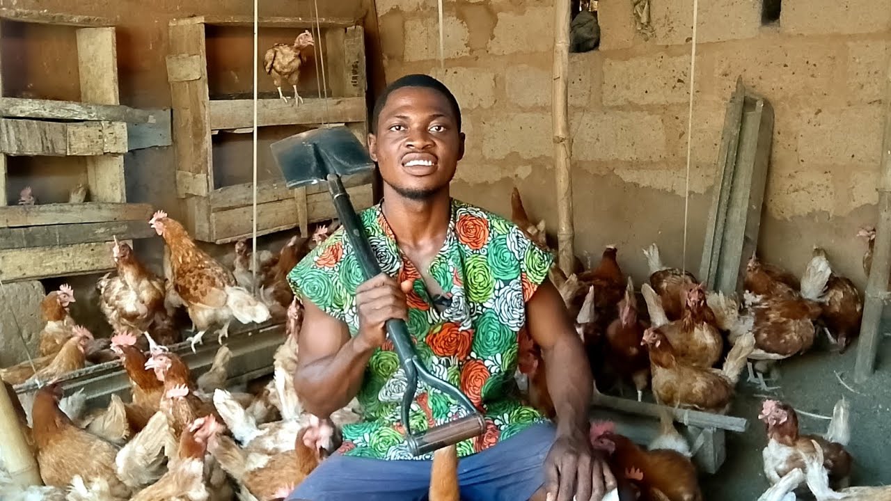 How To Clean A Poultry House | Chicken Farming. - YouTube