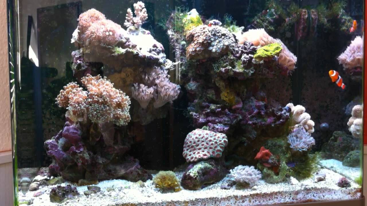 Red Sea Max 130D after 4 Month - YouTube