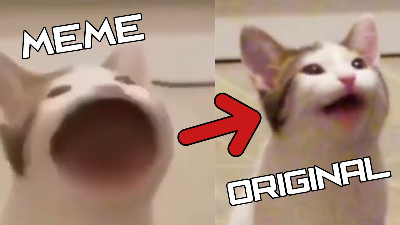 Cat With Human Lips Meme | Lipstutorial.org