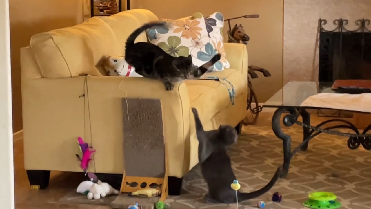 Most Epic Cat Slap #cat #猫動画 #catmemes - YouTube