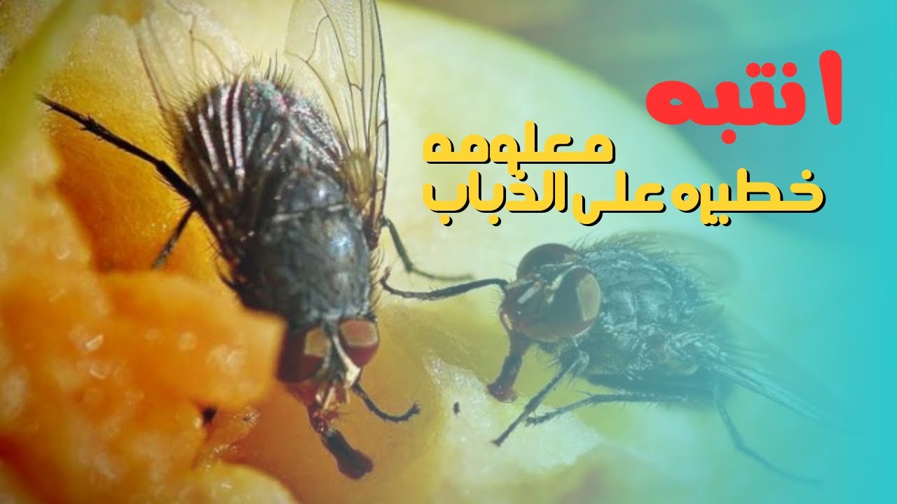 معلومات هامه وخطيره انتباه على الذباب Youtube