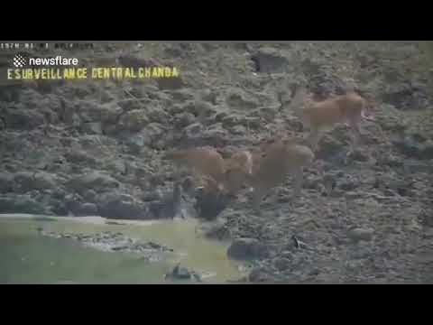 Python killed deer - YouTube