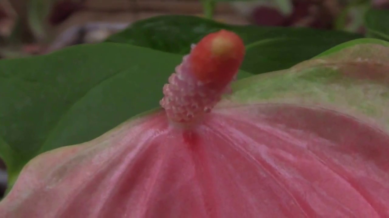 The beautiful Anthurium plant - This genus is native to the Americas ...