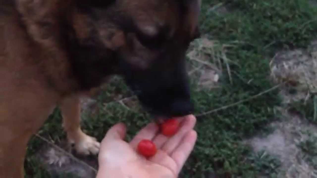 Ruby eats Tomatoes - YouTube