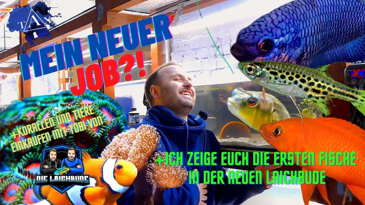 Mein neuer Job!? Ich zeige euch die ersten Fische in der neuen ...