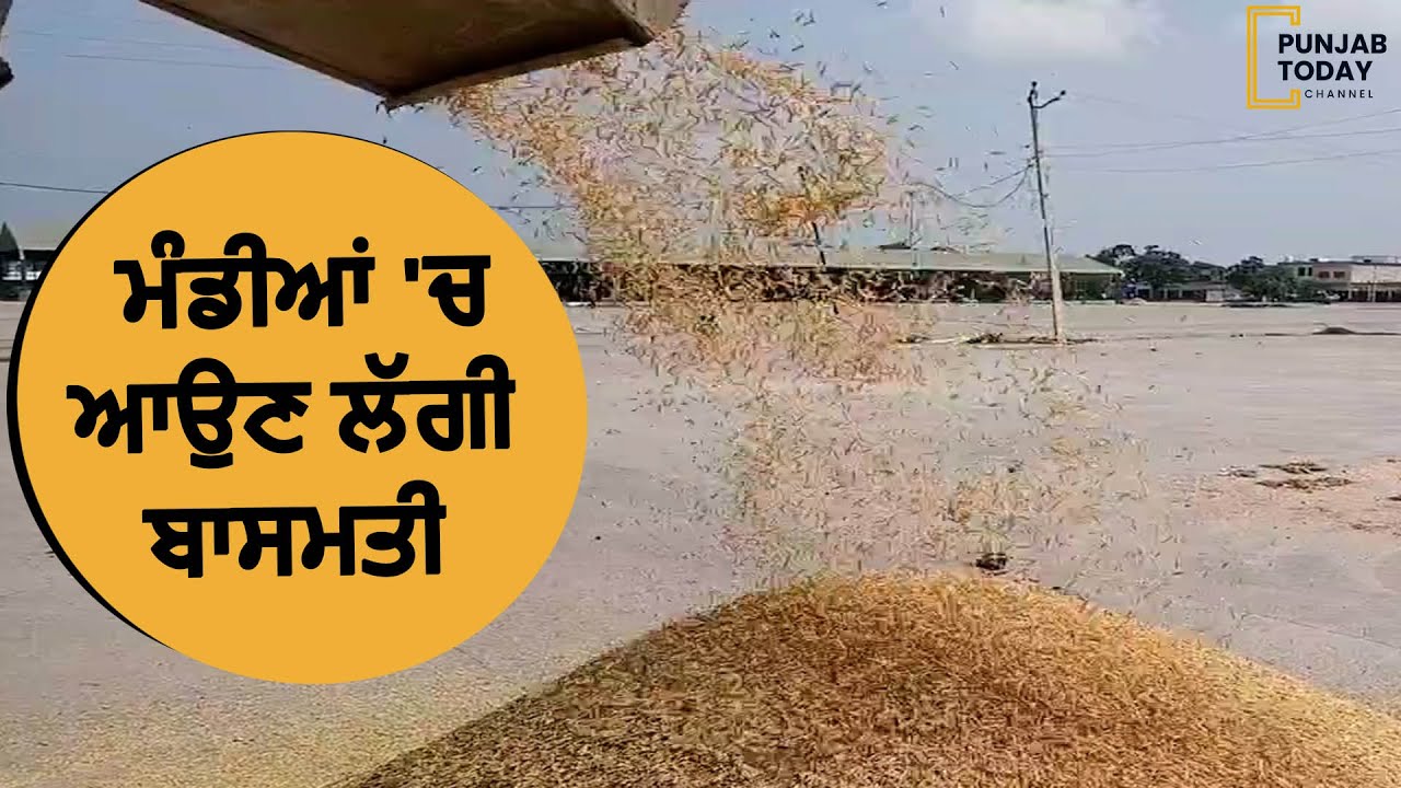 Basmati Rice started coming in markets| Punjab Today - YouTube