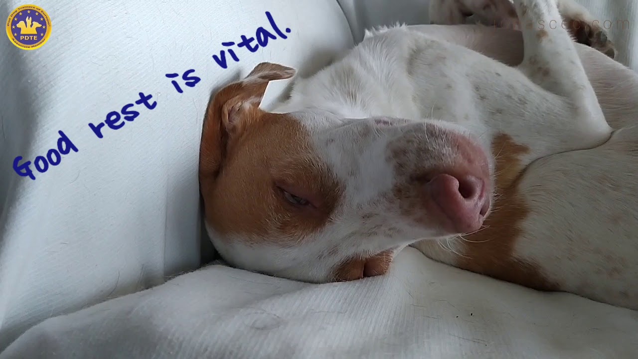 Good Rest 03 YouTube good-rest-03-youtube