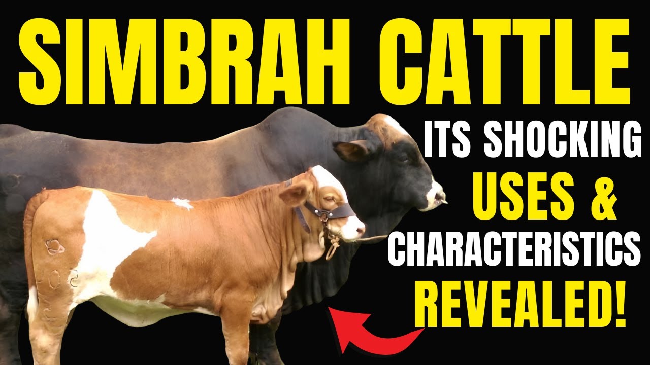 Simbrah Cattle: The Ultimate Adaptable & Profitable Beef Breed - YouTube
